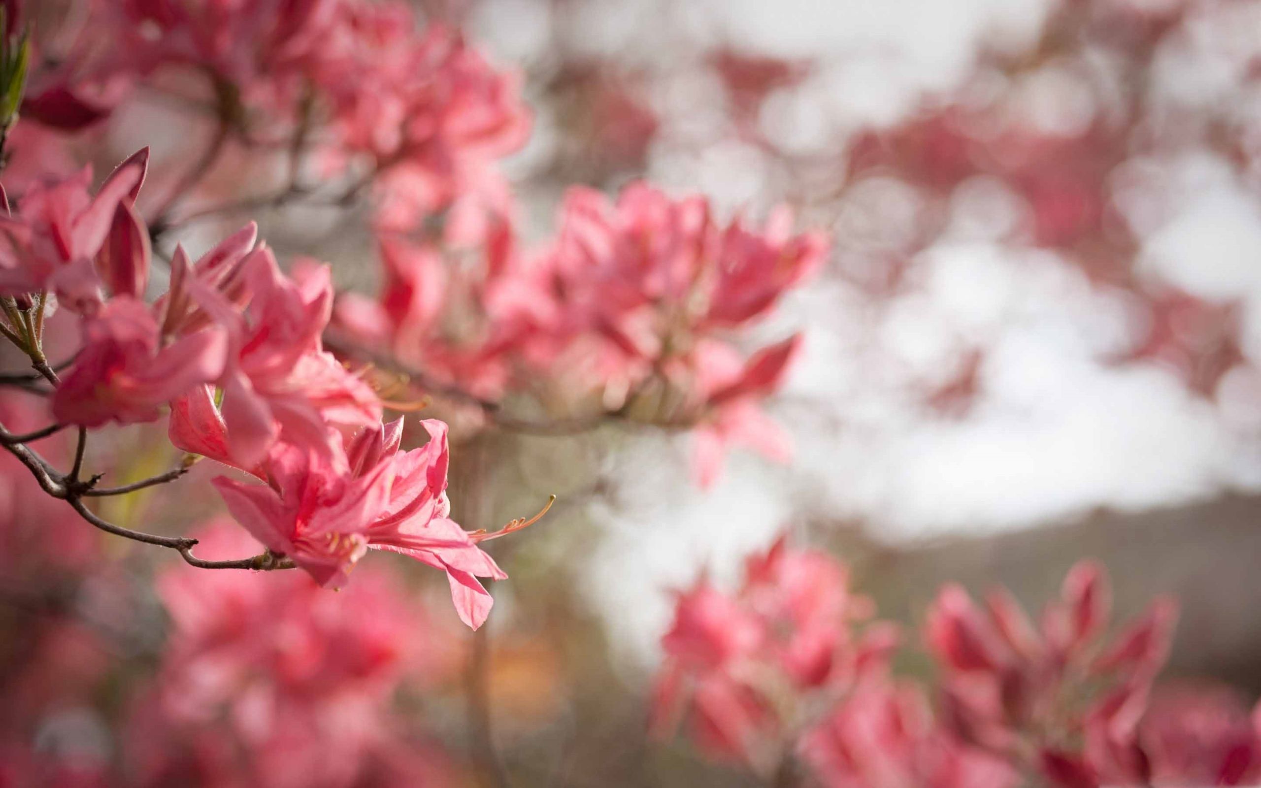 Azaleas Wallpapers - Wallpaper Cave
