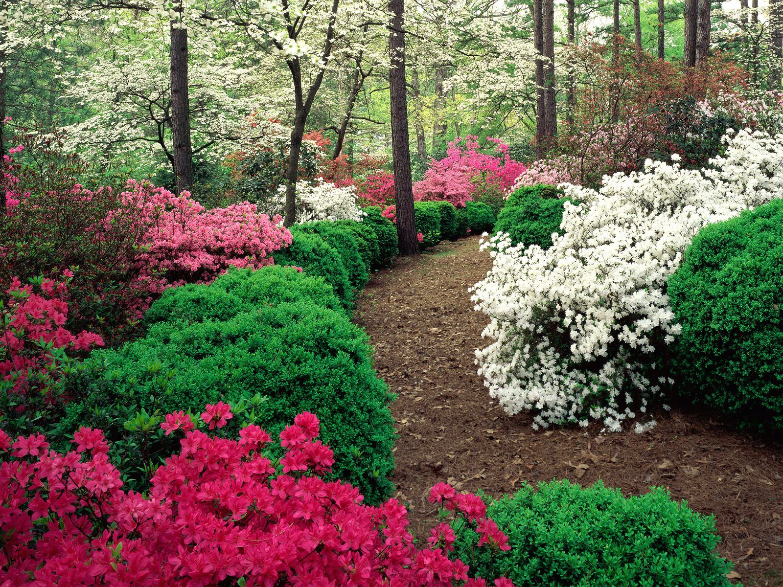 Azaleas Wallpapers - Wallpaper Cave