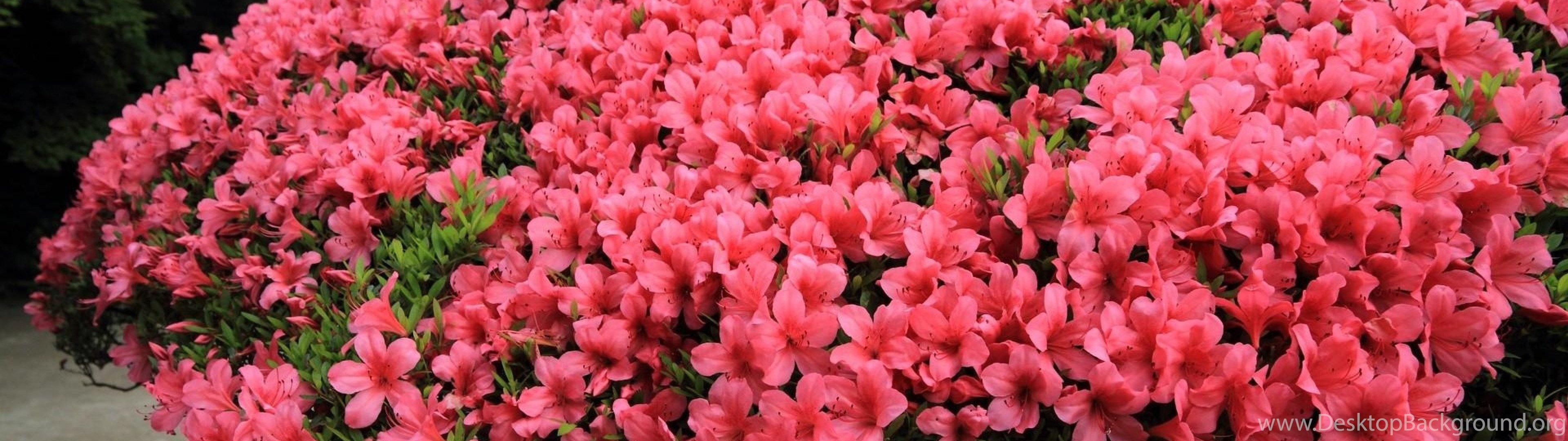 Azaleas Wallpapers - Wallpaper Cave