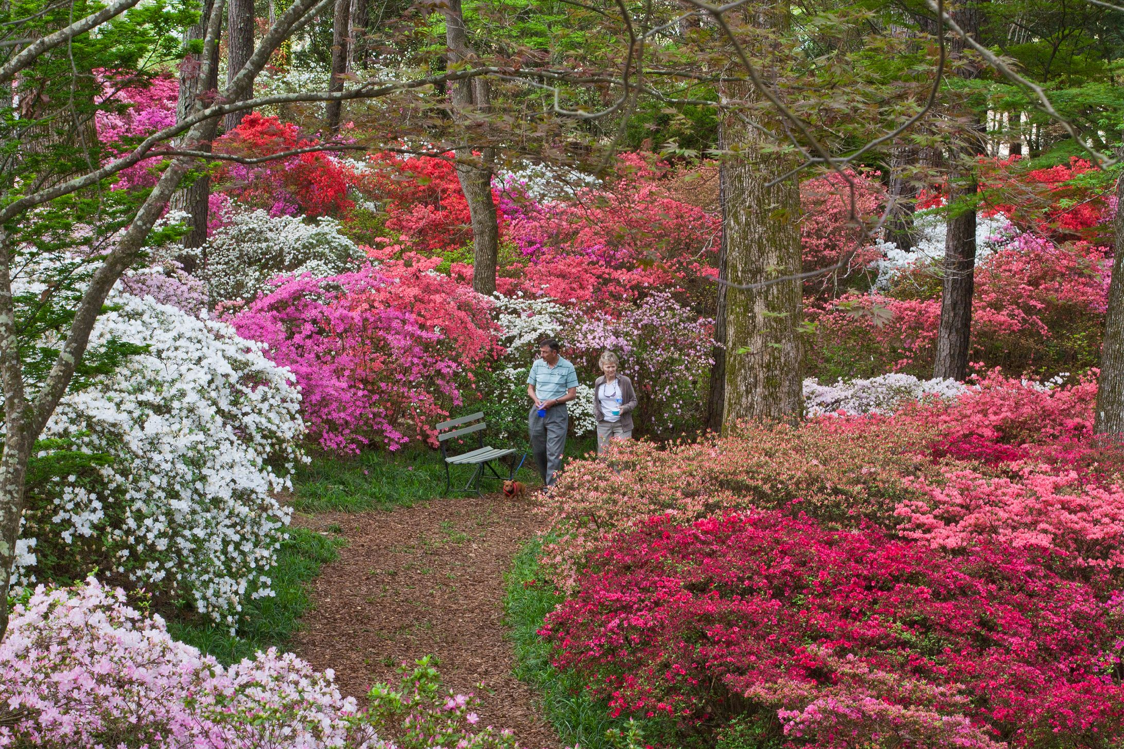 Azaleas Wallpapers - Wallpaper Cave