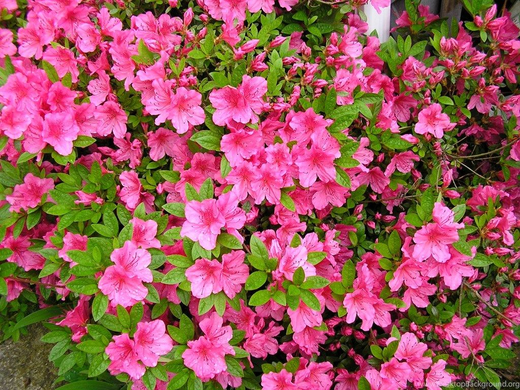 Azaleas Wallpapers - Wallpaper Cave