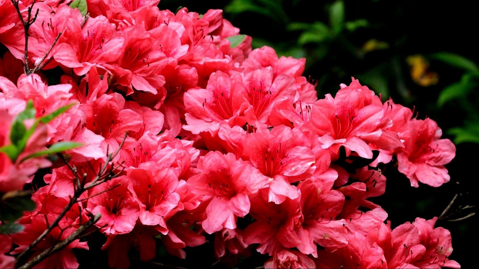 Azaleas Wallpapers - Wallpaper Cave