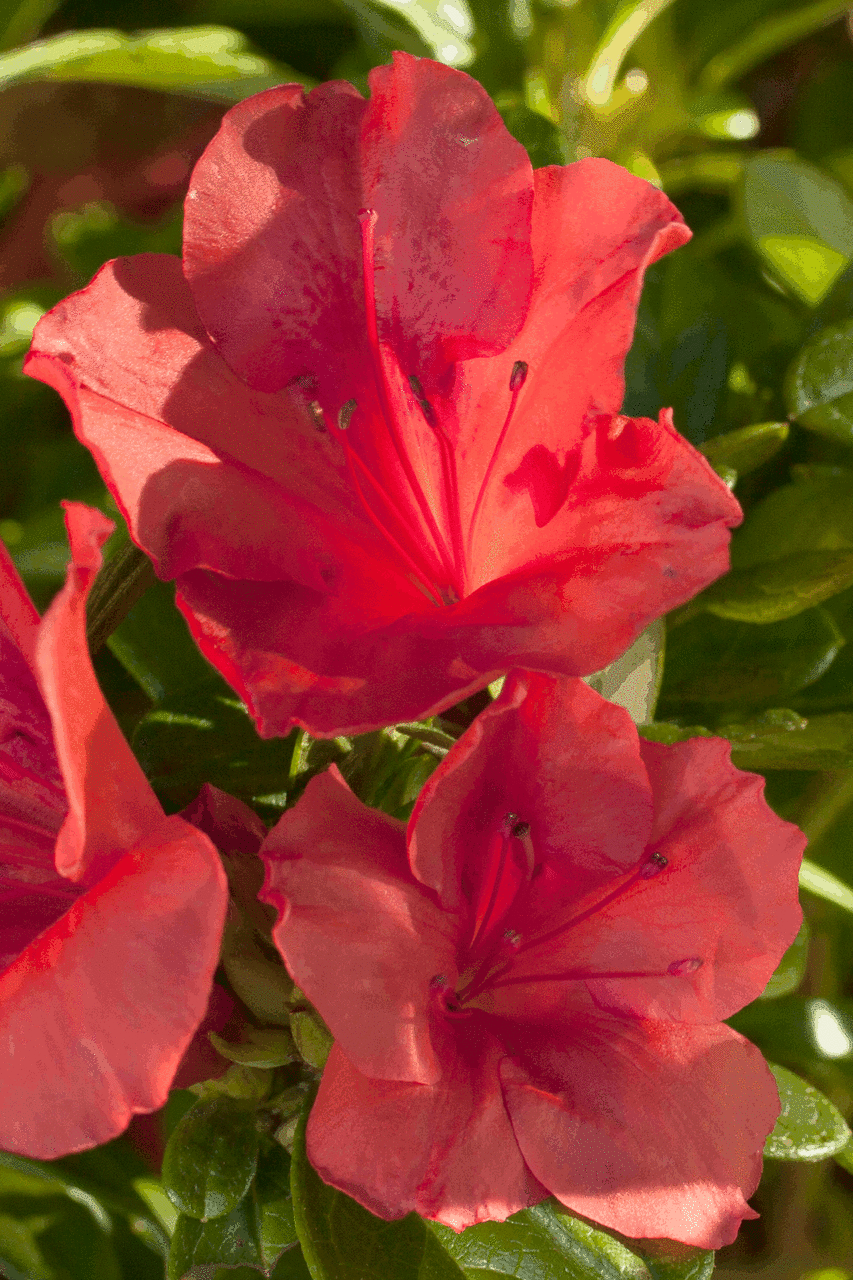 Azaleas Wallpapers - Wallpaper Cave