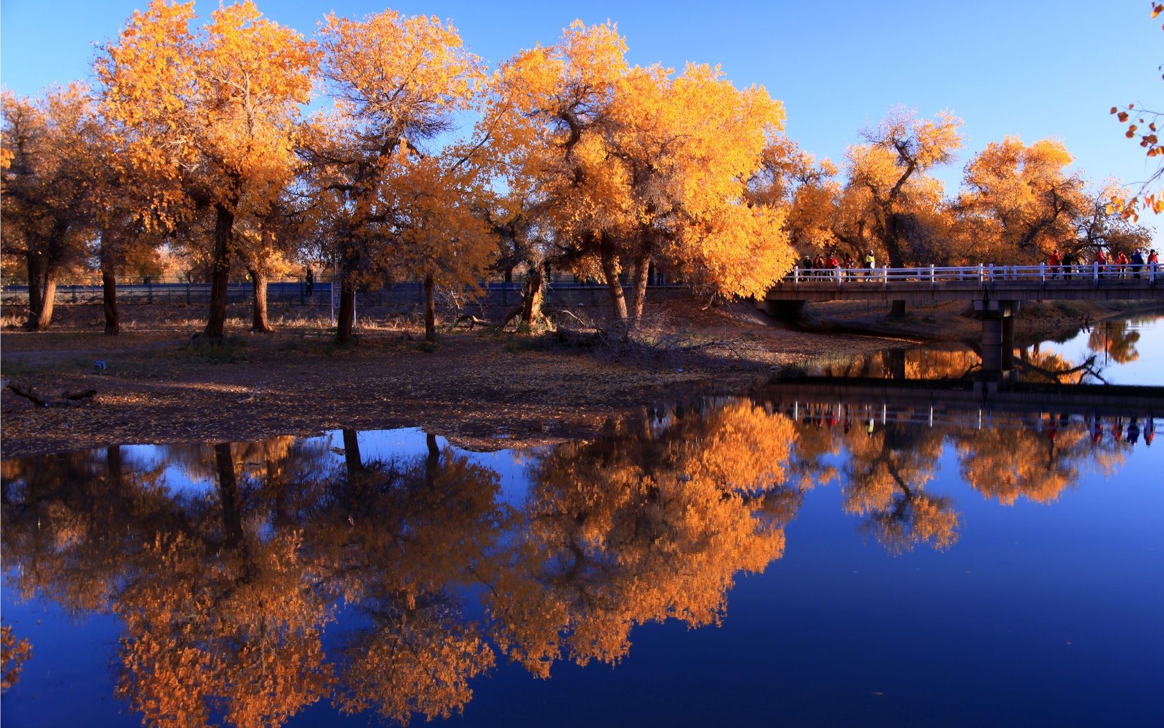 Reflections Trees Wallpapers - Wallpaper Cave