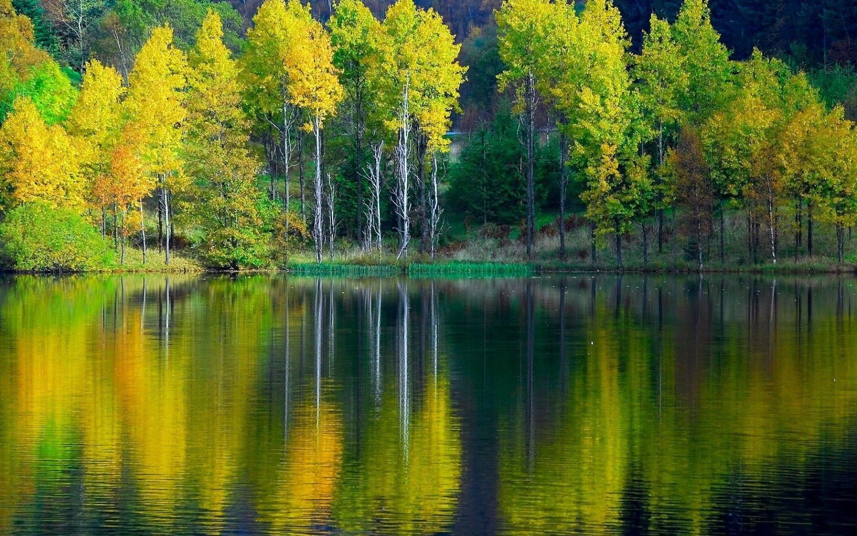 Reflections Trees Wallpapers - Wallpaper Cave