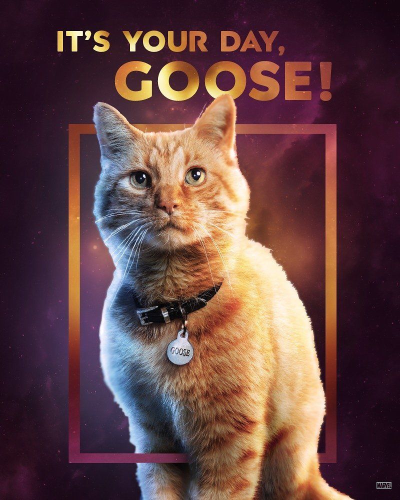 Goose Cat iPhone Wallpapers - Wallpaper Cave