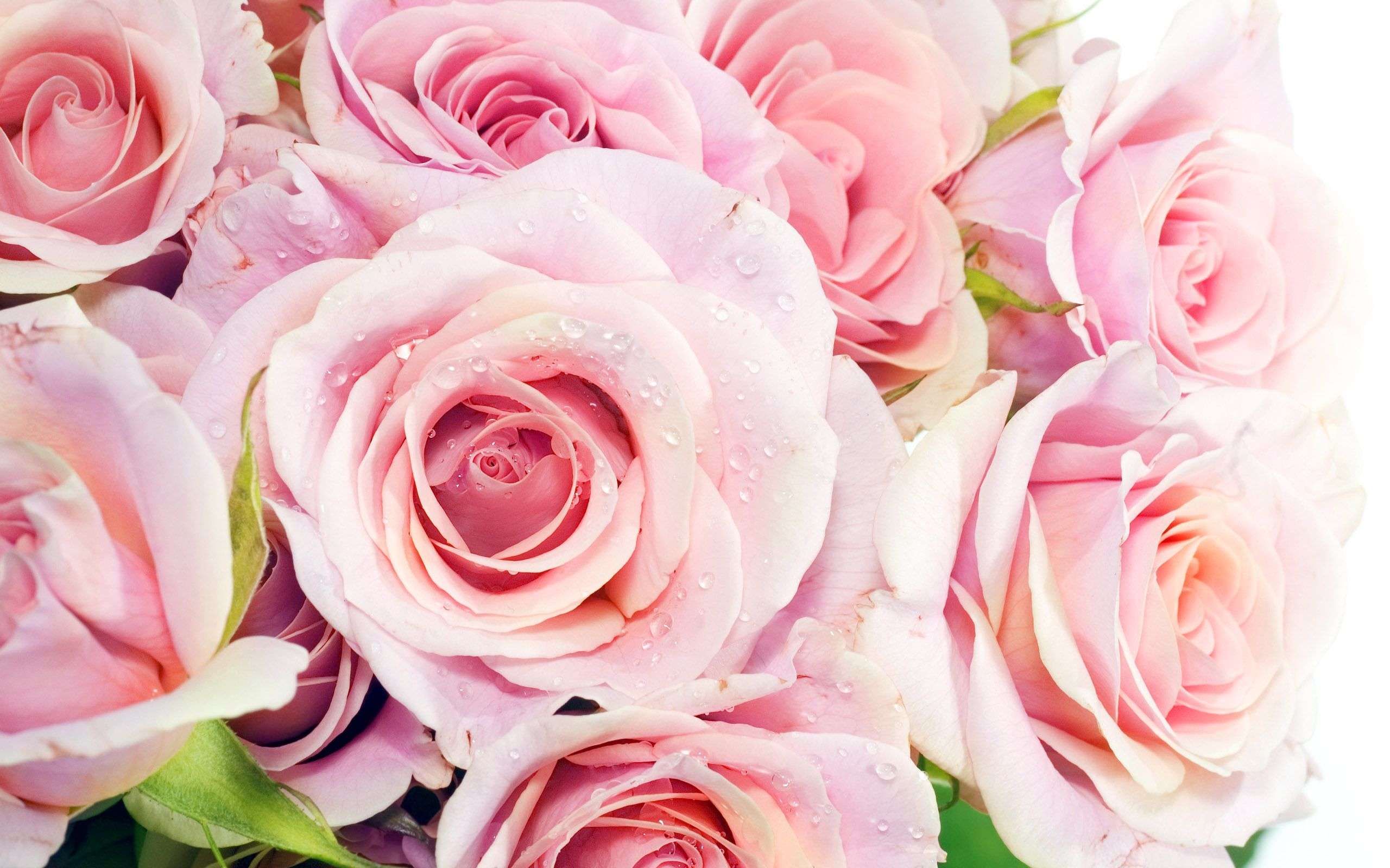 Pink Garden Roses Wallpapers - Wallpaper Cave