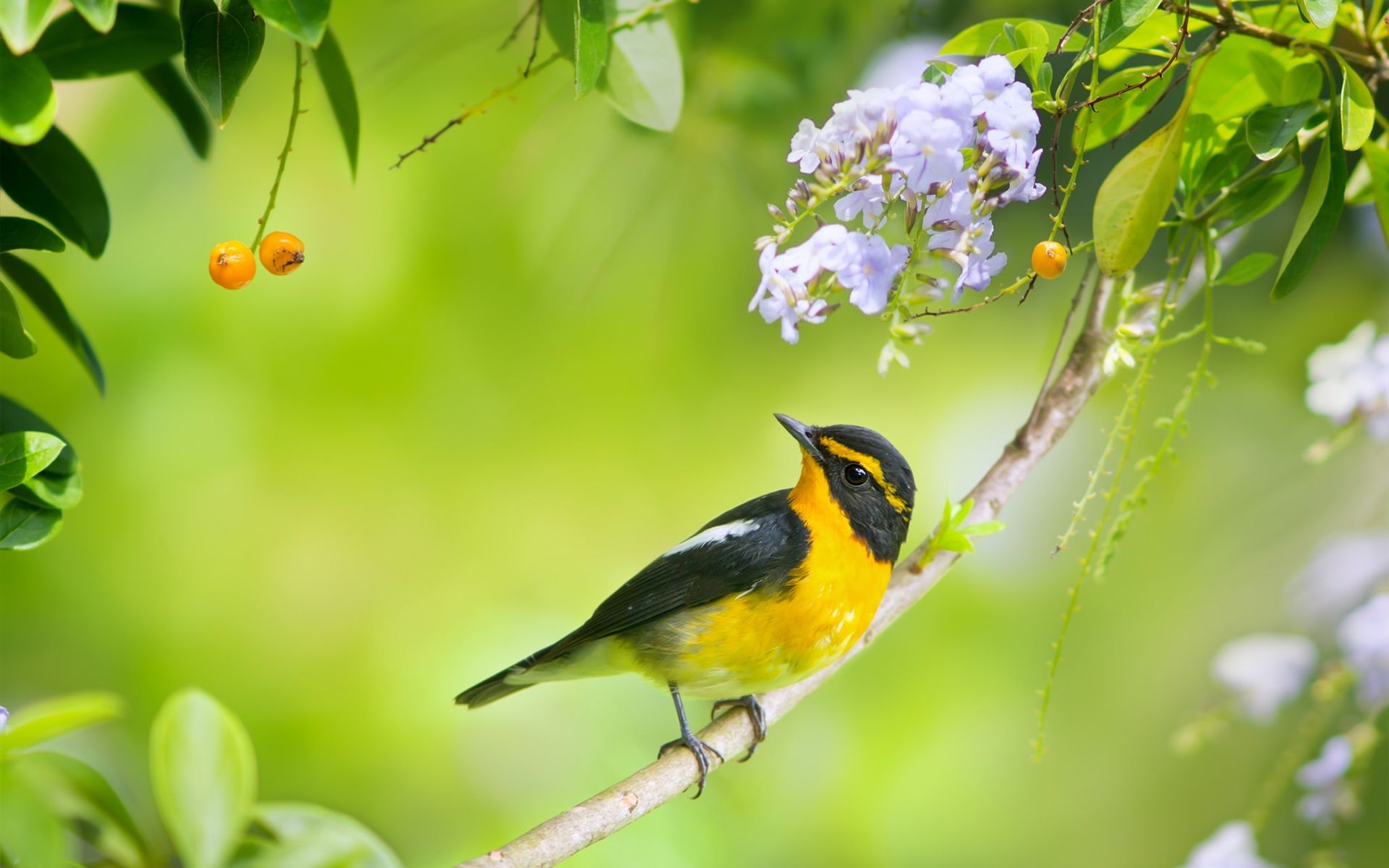 Spring Birds And Flowers Wallpapers - Wallpaper Cave