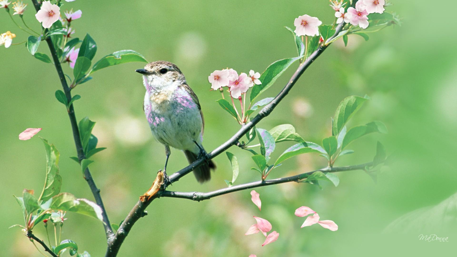 Spring Birds And Flowers Wallpapers - Wallpaper Cave
