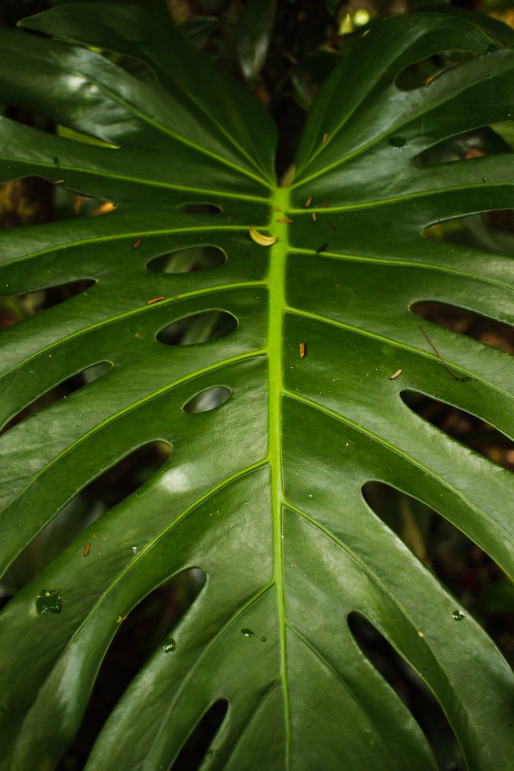 Monstera Deliciosa Wallpapers - Wallpaper Cave