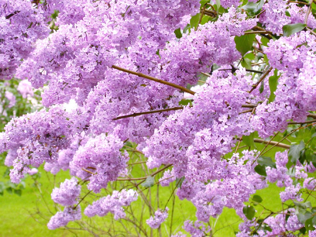 Blooming Trees Wallpapers - Wallpaper Cave