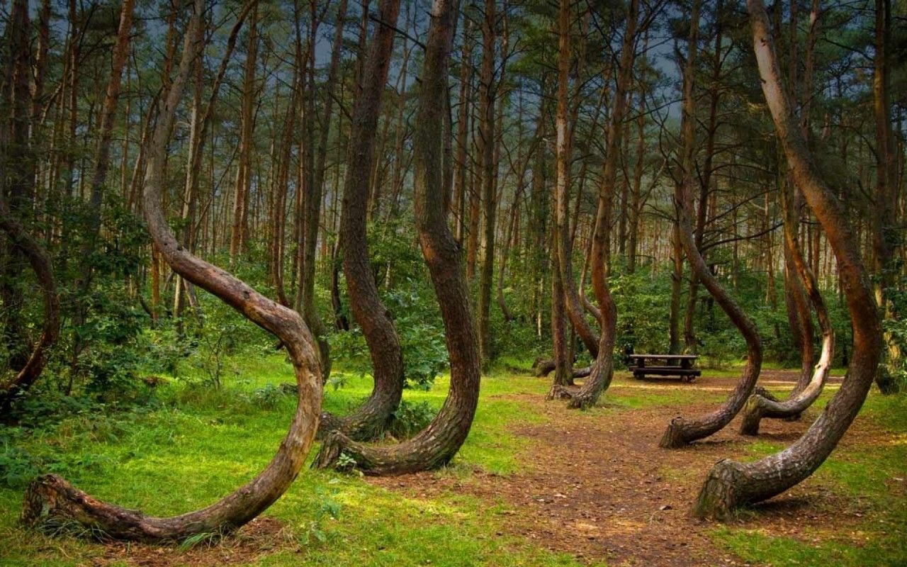 Crooked Forest Wallpapers - Wallpaper Cave