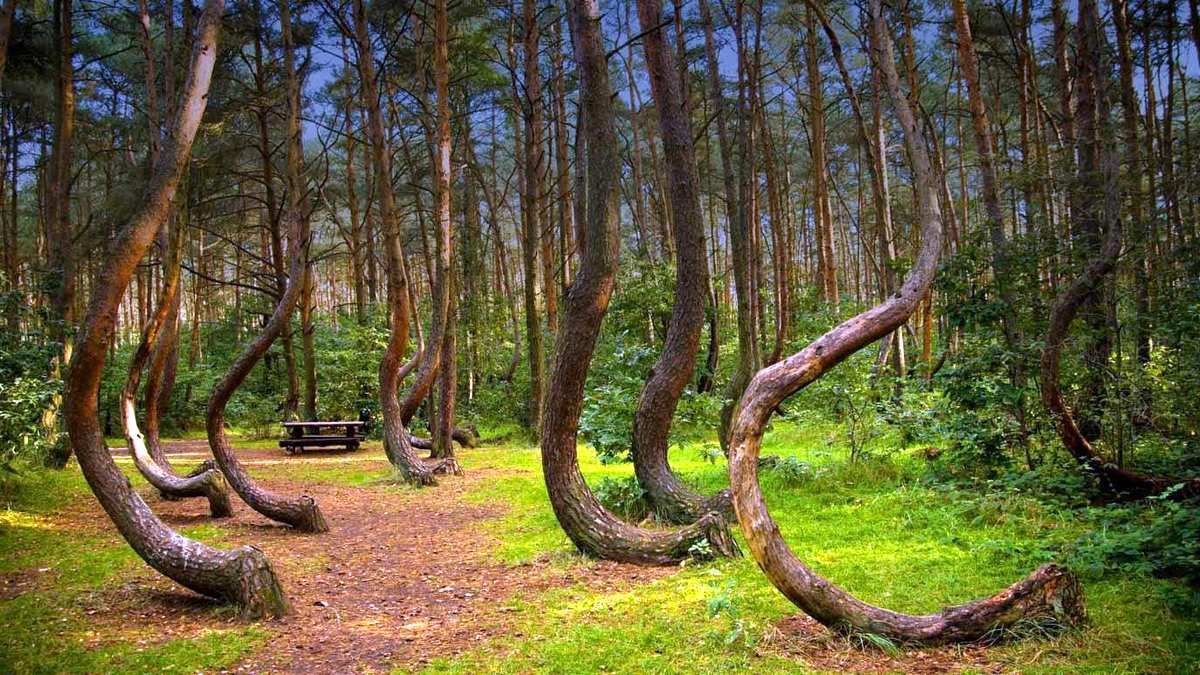 Crooked Forest Wallpapers - Wallpaper Cave
