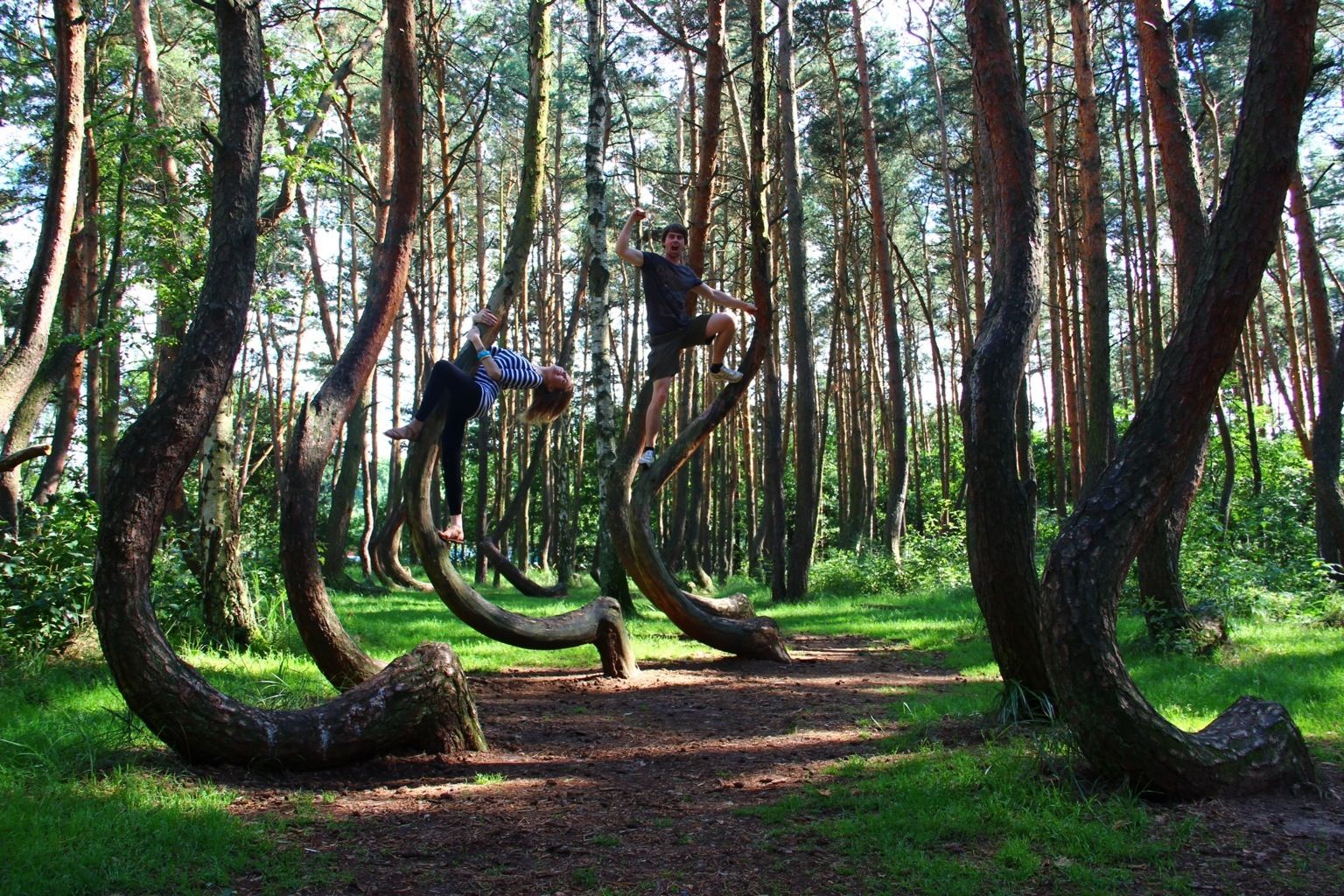 Crooked Forest Wallpapers - Wallpaper Cave