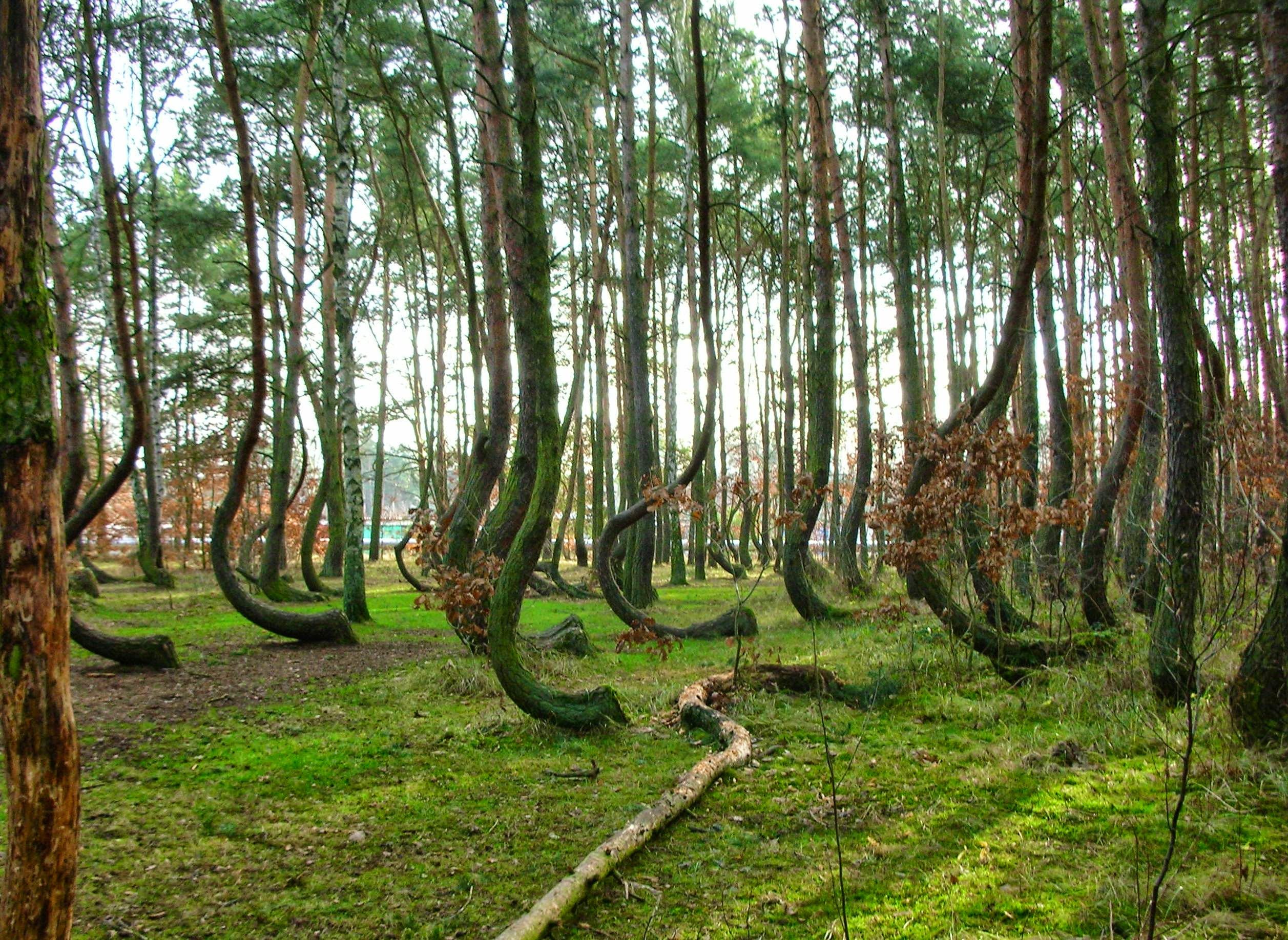 Crooked Forest Wallpapers - Wallpaper Cave