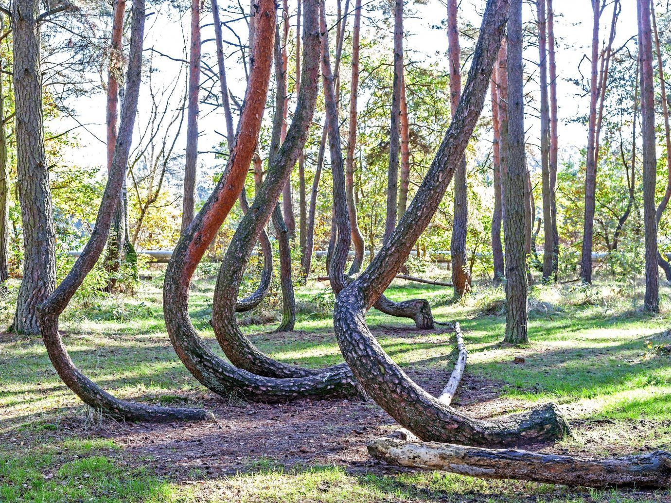 Crooked Forest Wallpapers - Wallpaper Cave