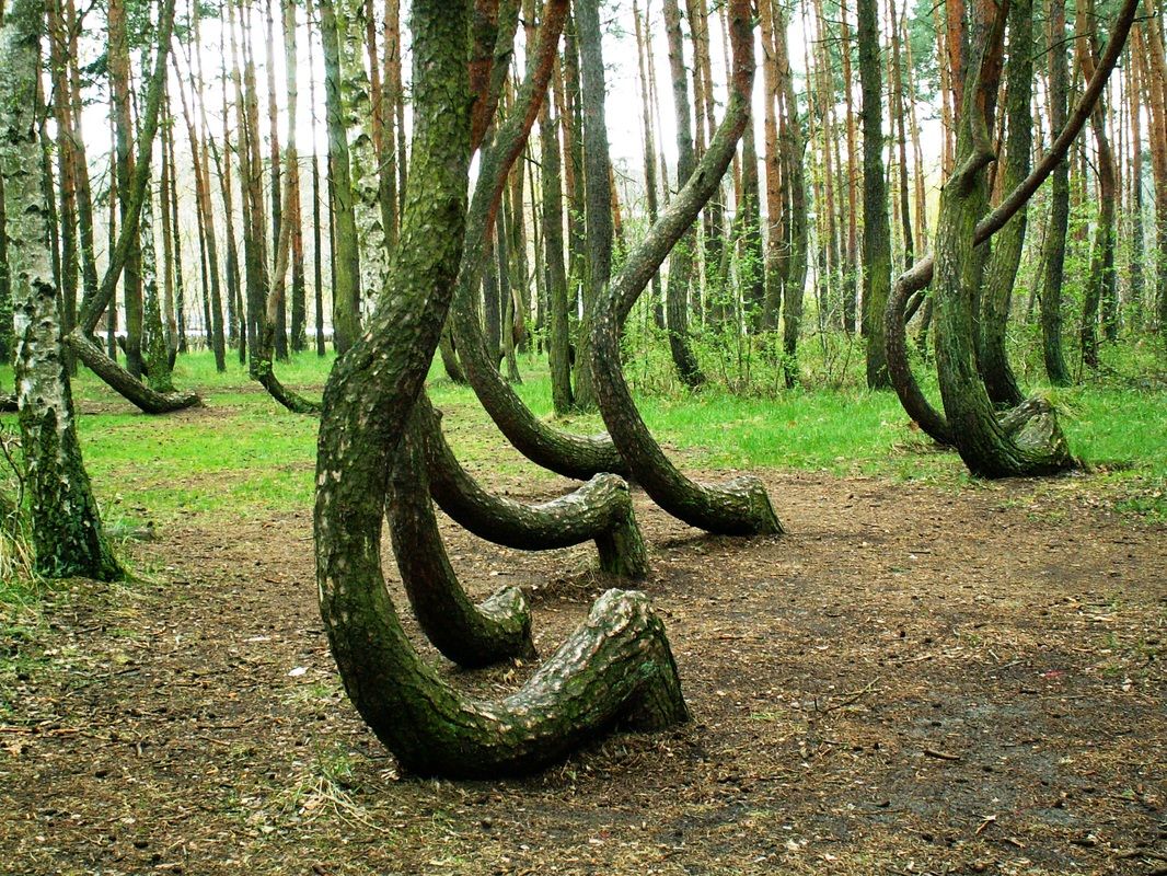 Crooked Forest Wallpapers - Wallpaper Cave