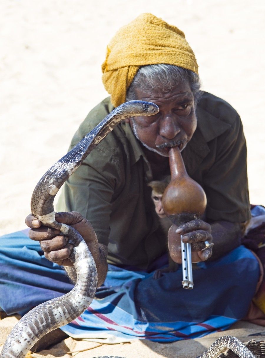 Snake Charmer Wallpapers - Wallpaper Cave
