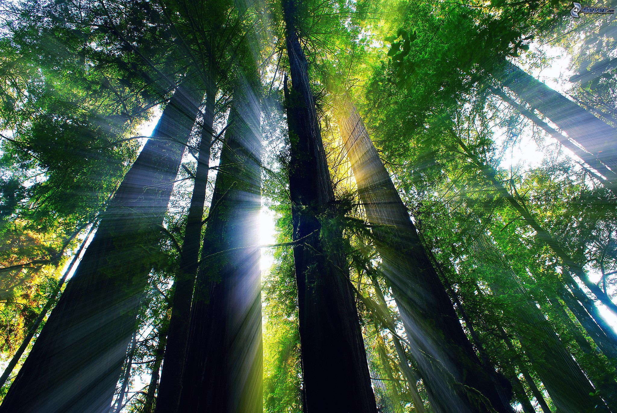 Sunbeams In Forest Wallpapers - Wallpaper Cave