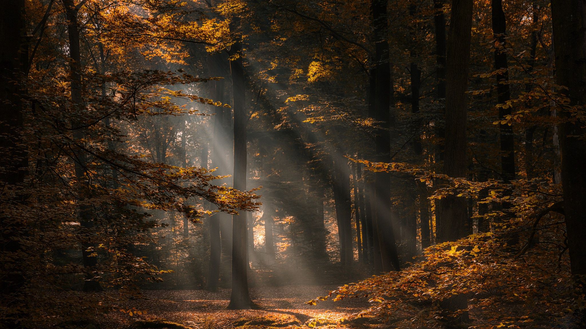 Sunbeams In Forest Wallpapers - Wallpaper Cave
