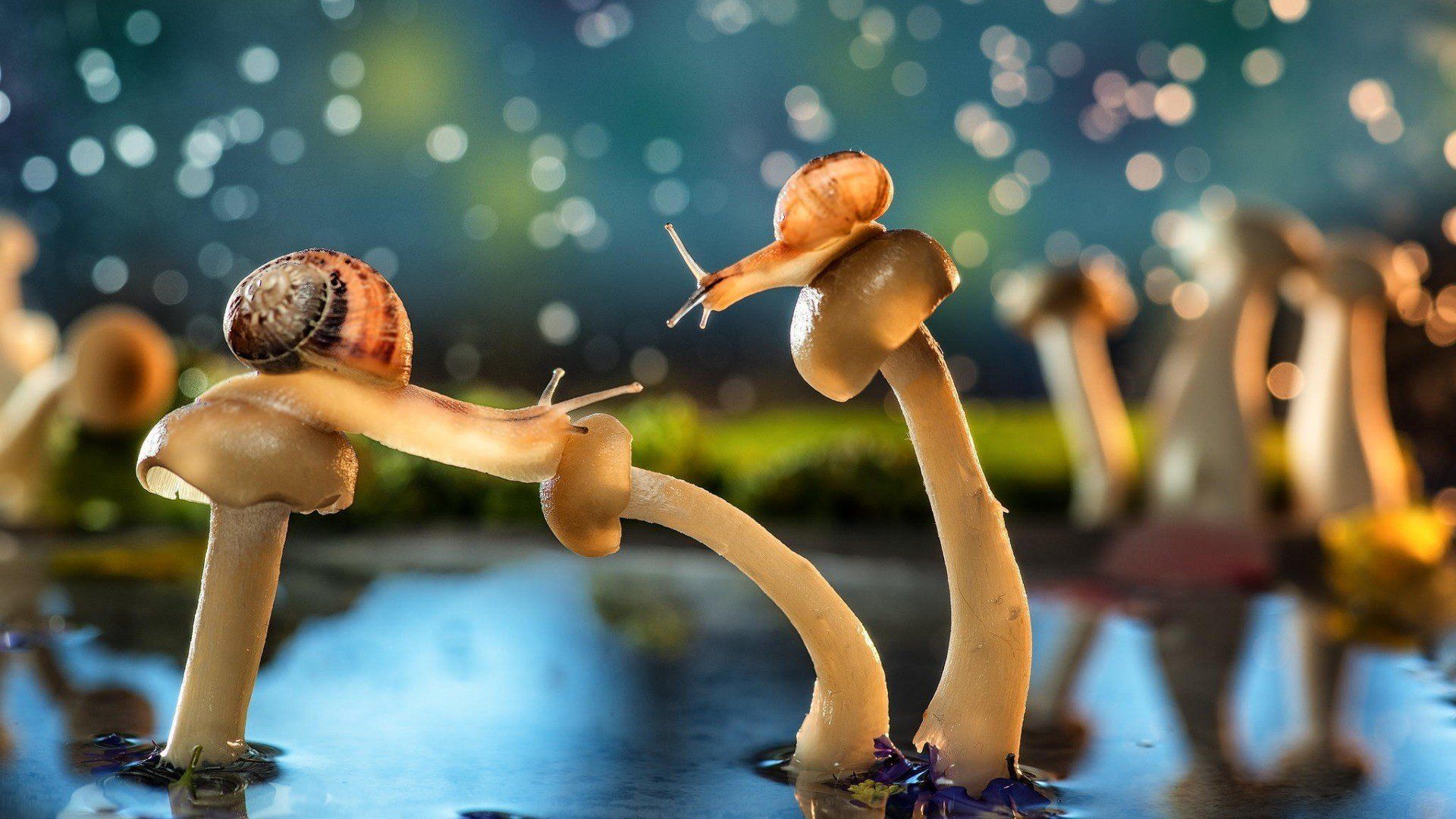 Snail On Mushroom Wallpapers - Wallpaper Cave