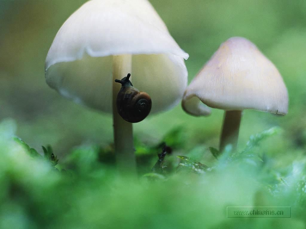 Snail On Mushroom Wallpapers - Wallpaper Cave