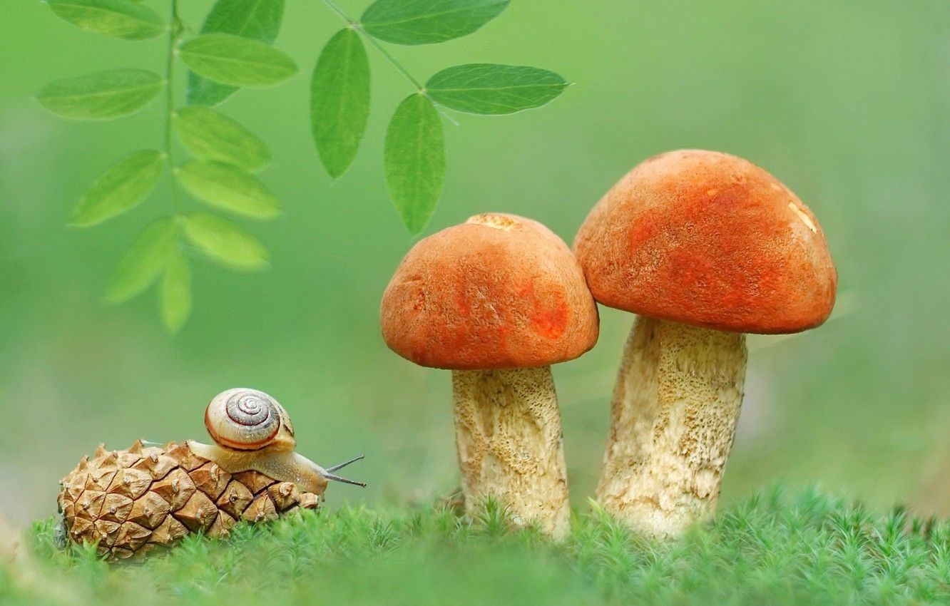 Snail On Mushroom Wallpapers - Wallpaper Cave