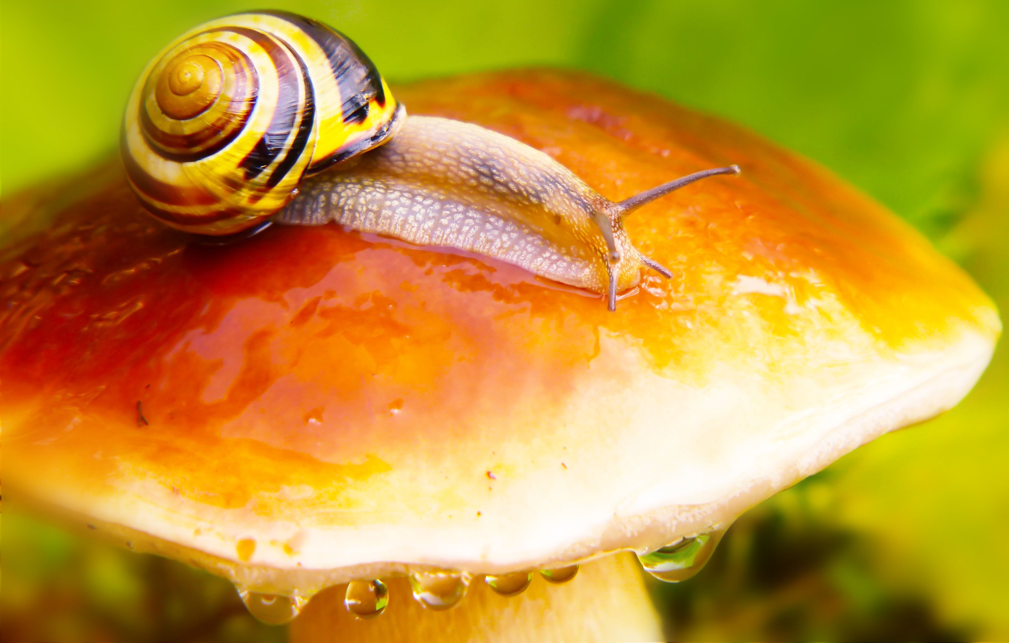 Snail On Mushroom Wallpapers - Wallpaper Cave