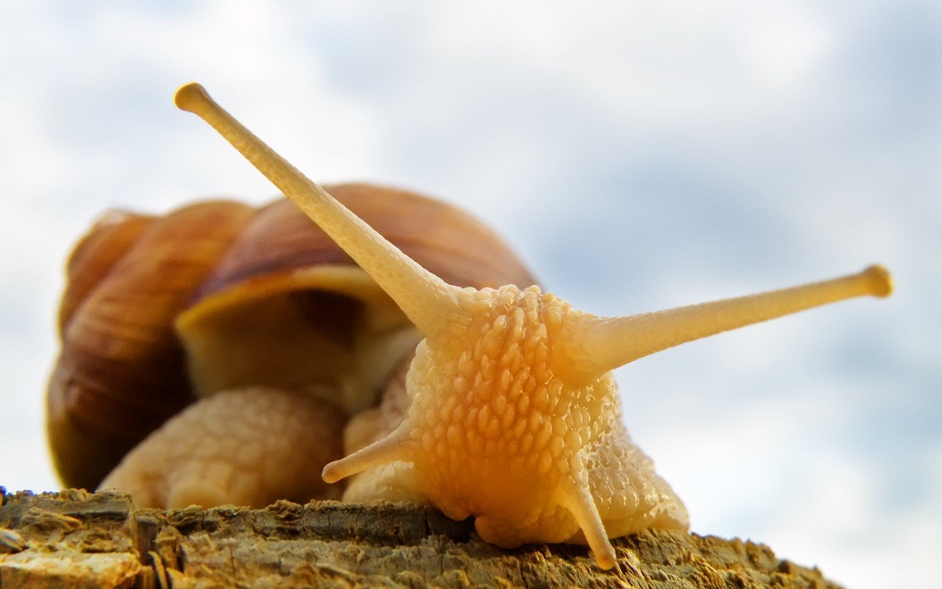 Snail On Mushroom Wallpapers - Wallpaper Cave