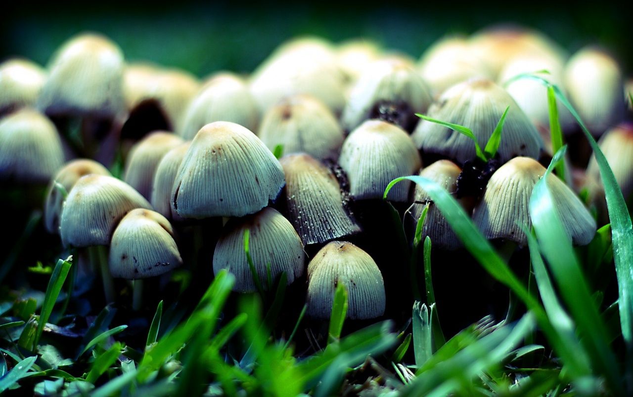 Snail On Mushroom Wallpapers - Wallpaper Cave