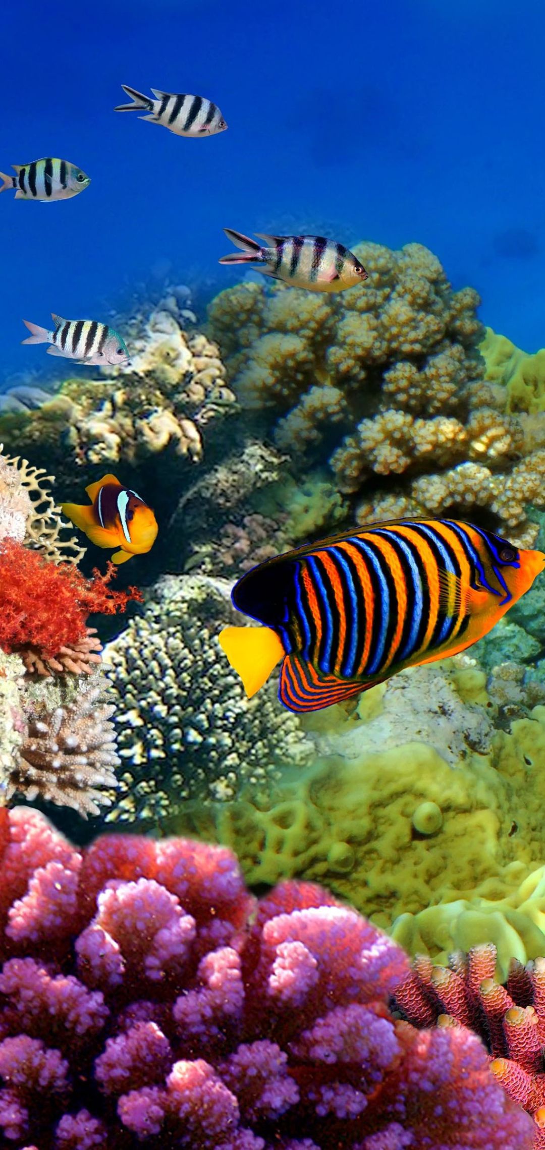 Phone Great Barrier Wallpapers - Wallpaper Cave