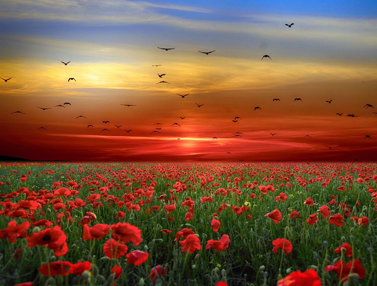 Amazing Field Sunset Wallpapers - Wallpaper Cave