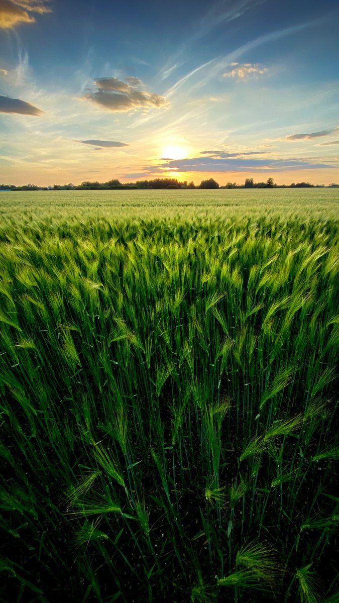 Amazing Field Sunset Wallpapers - Wallpaper Cave