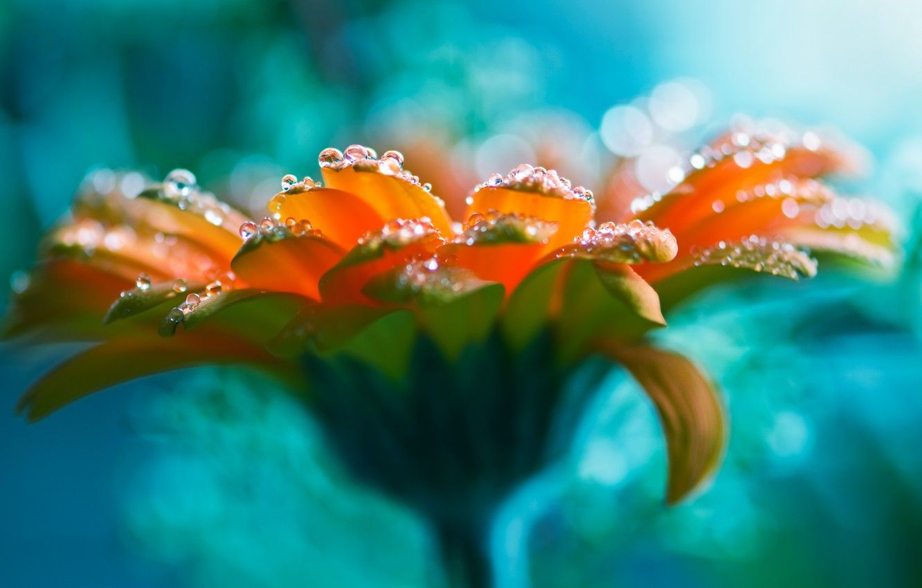 Clear Water Drops Wallpapers - Wallpaper Cave