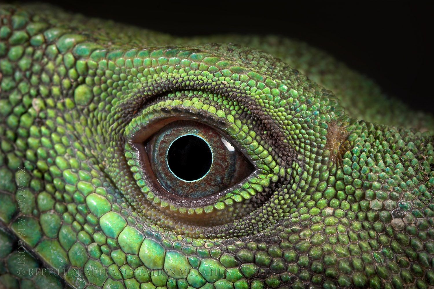 Chameleon Eye HD Wallpapers - Wallpaper Cave