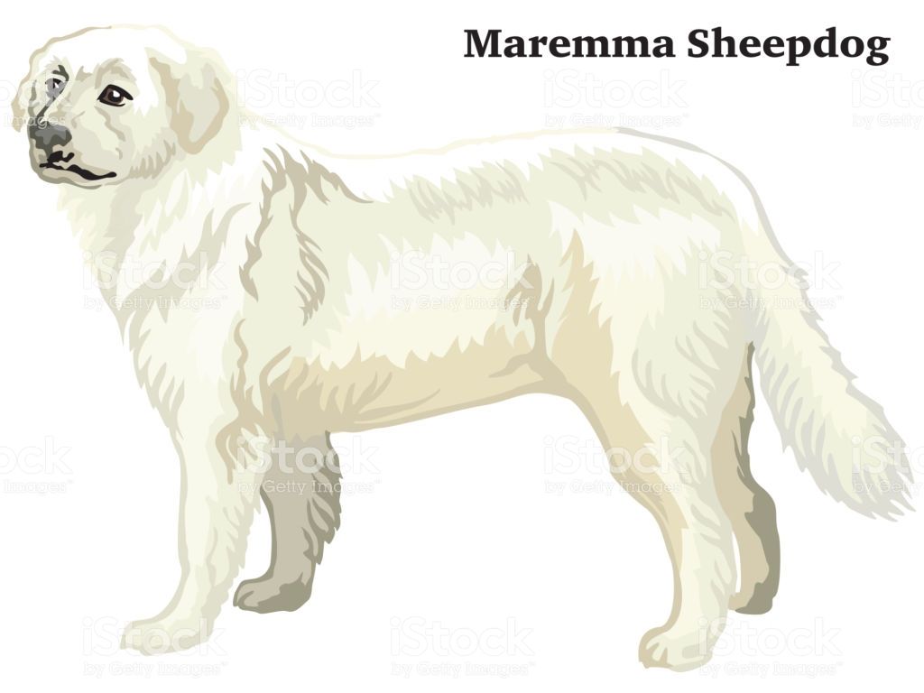 Maremma Sheepdogs Wallpapers - Wallpaper Cave