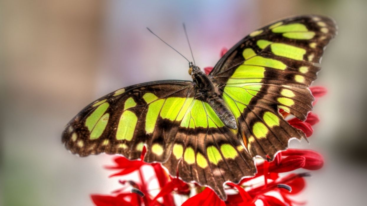 Butterfly Macro Wallpapers - Wallpaper Cave