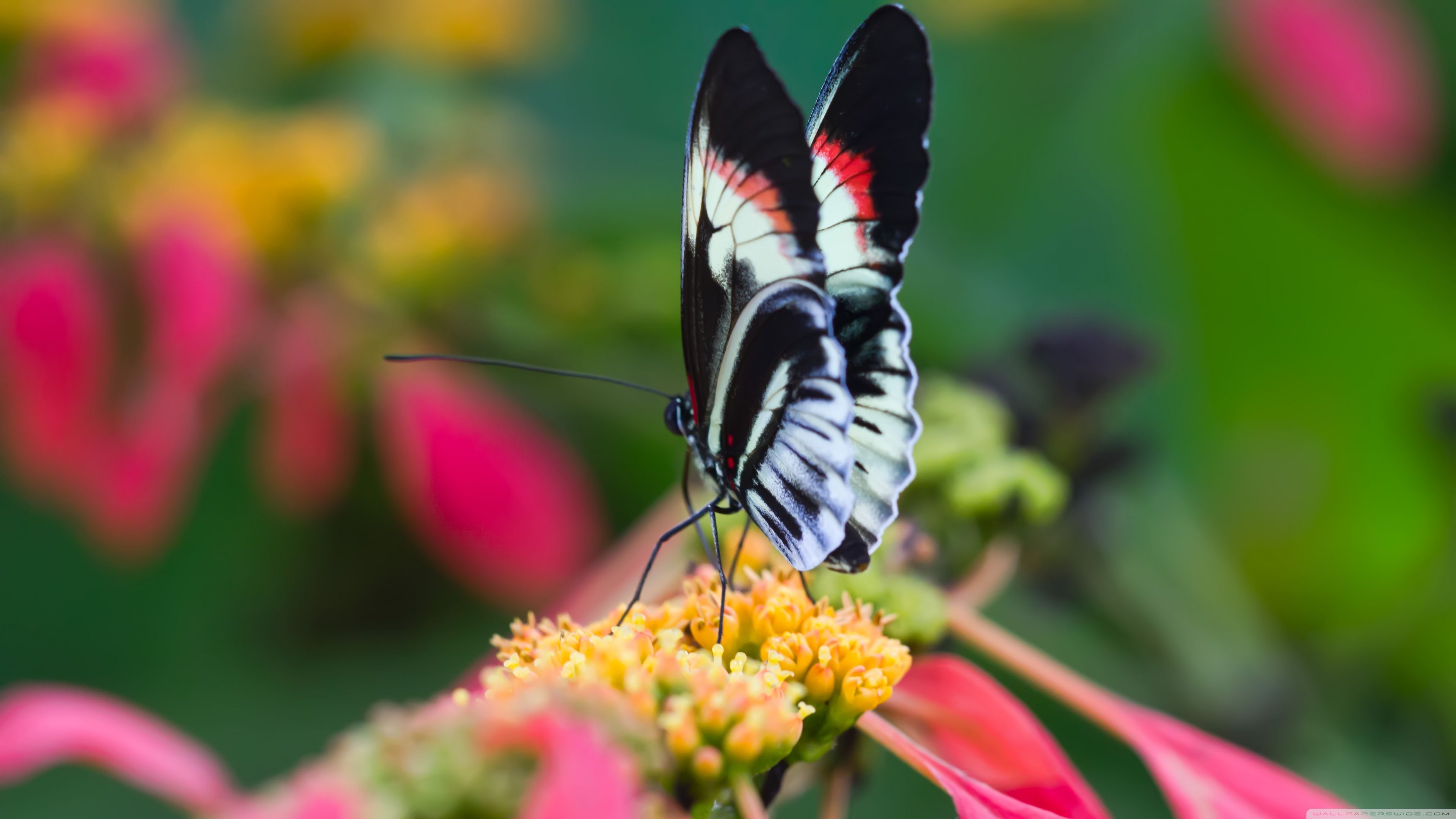 Butterfly Macro Wallpapers - Wallpaper Cave