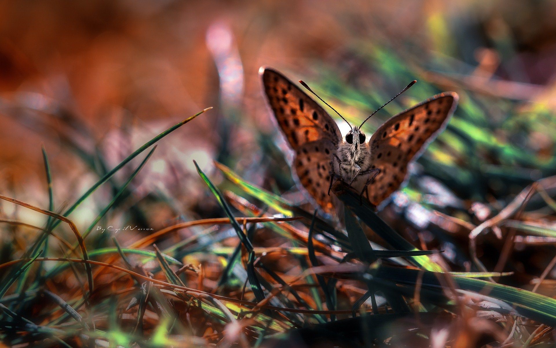 Butterfly Macro Wallpapers - Wallpaper Cave