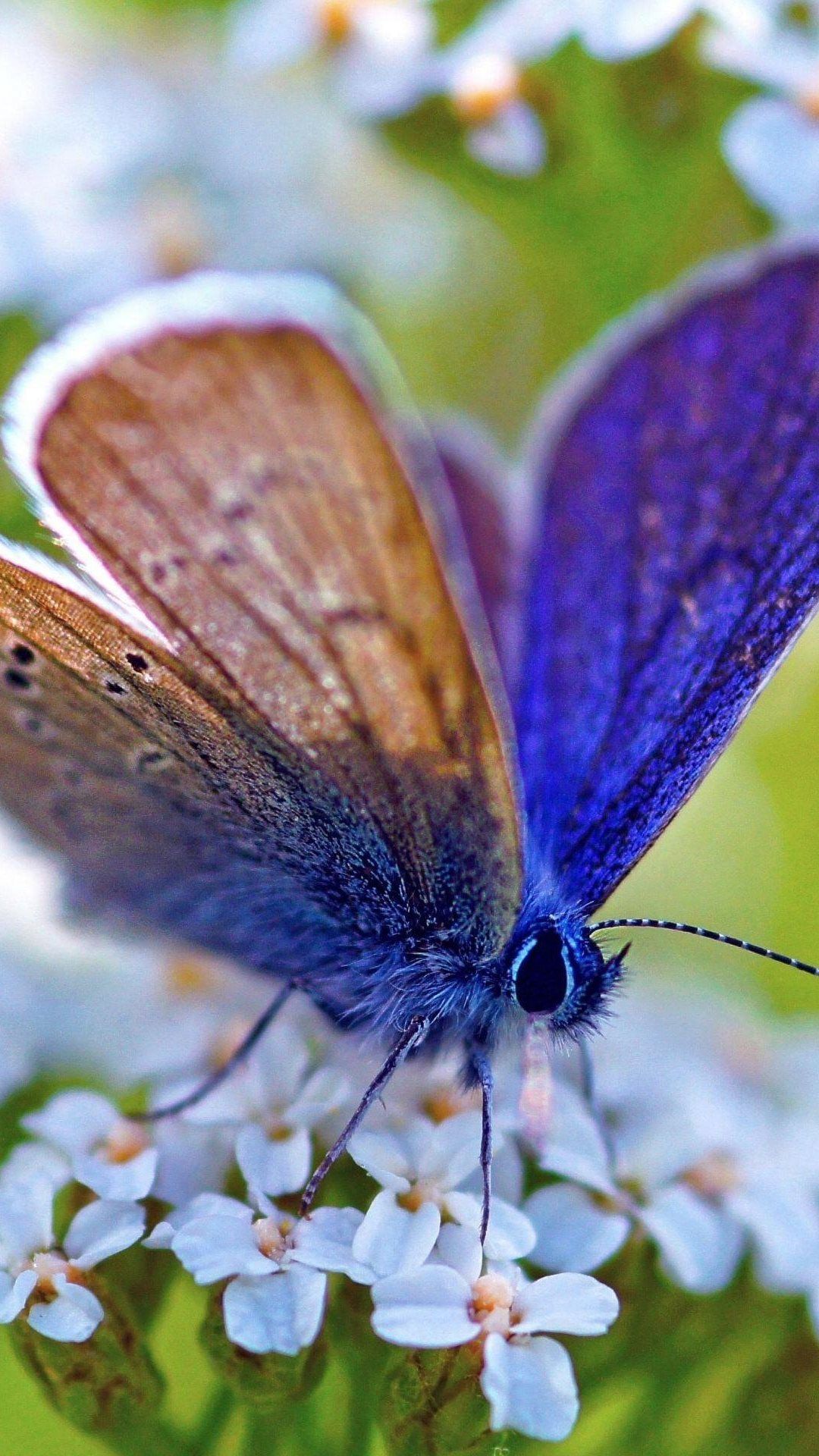 Butterfly Macro Wallpapers - Wallpaper Cave