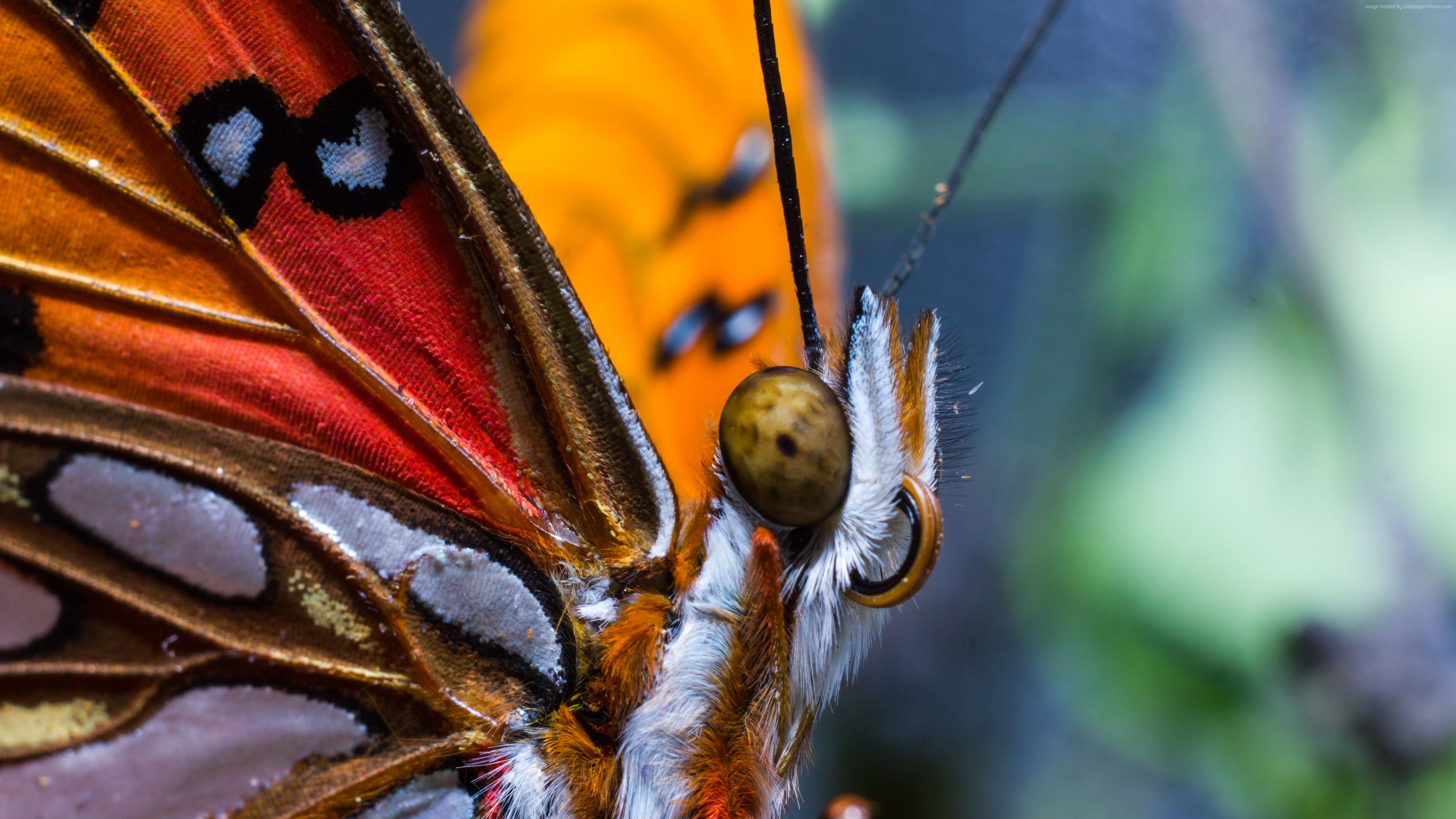 Butterfly Macro Wallpapers - Wallpaper Cave
