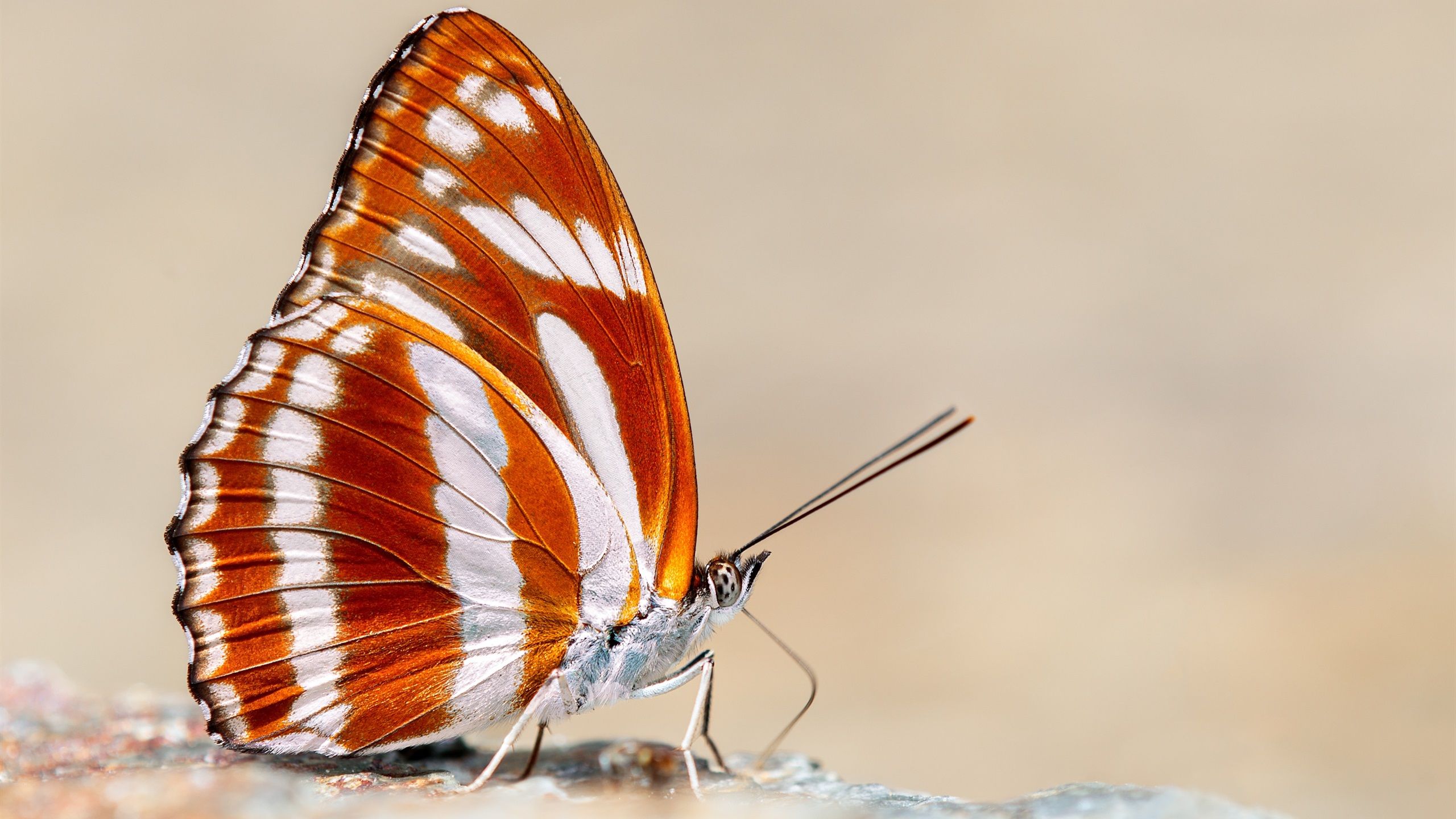 Butterfly Macro Wallpapers - Wallpaper Cave