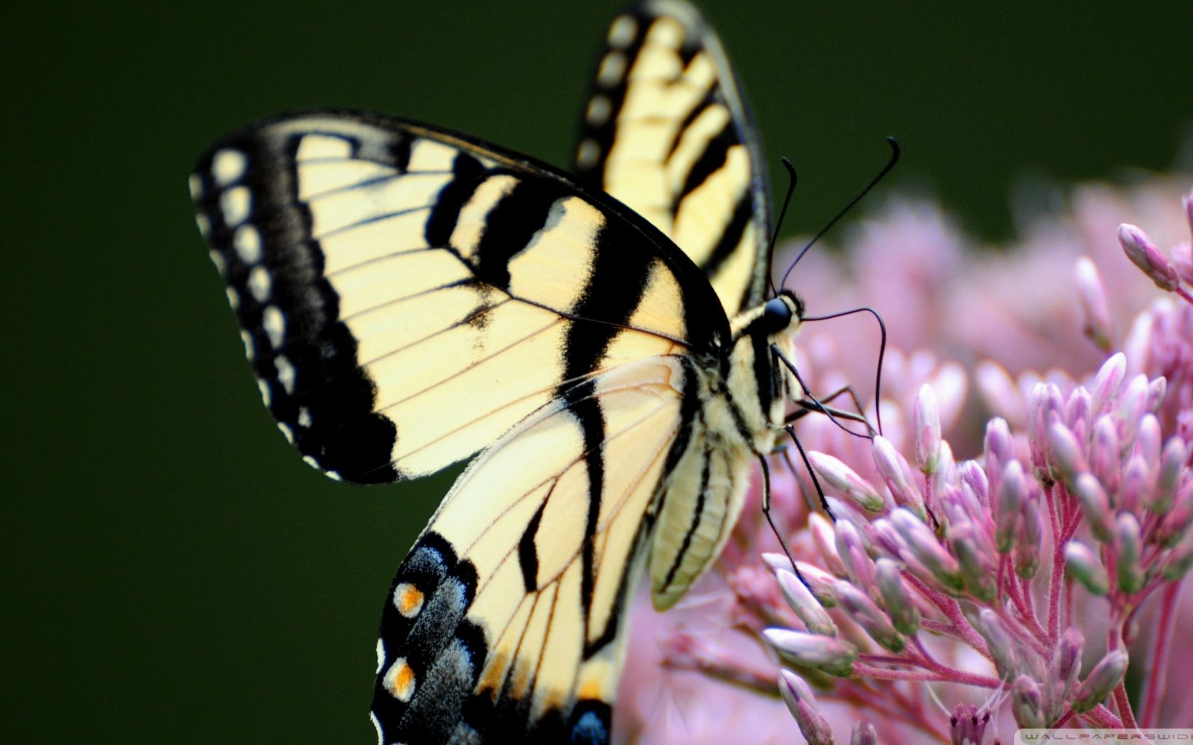 Butterfly Macro Wallpapers - Wallpaper Cave