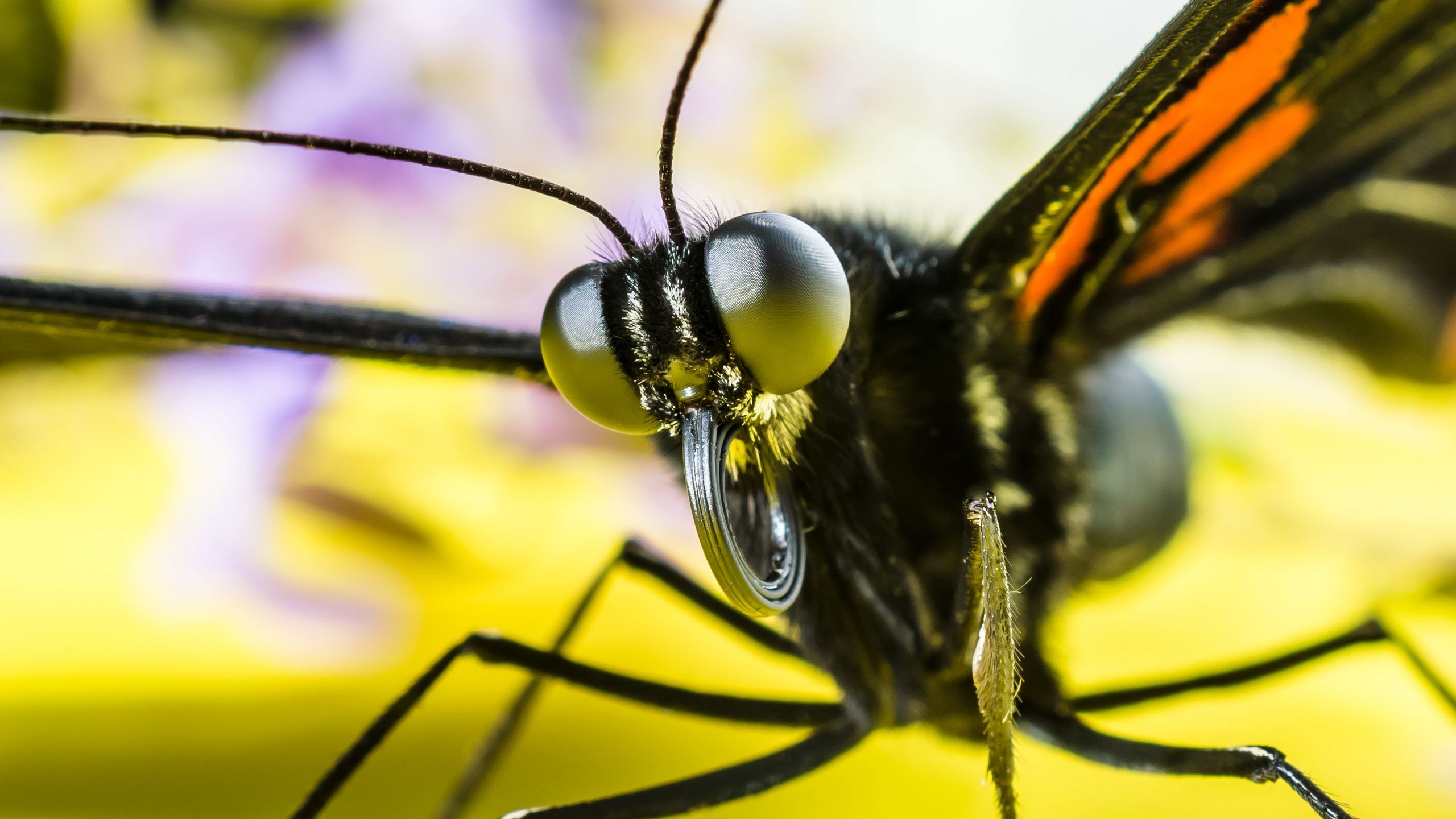 Butterfly Macro Wallpapers - Wallpaper Cave