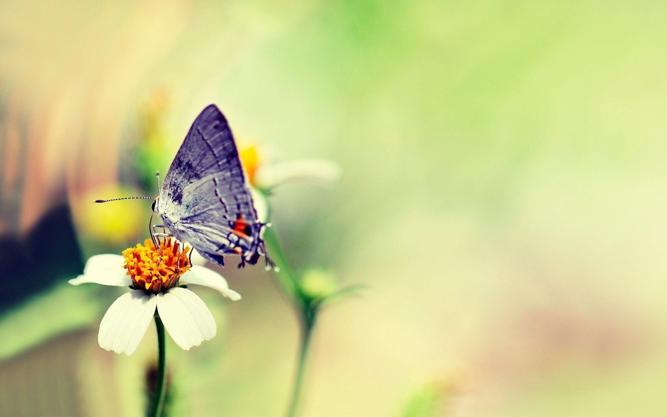 Butterfly Macro Wallpapers - Wallpaper Cave