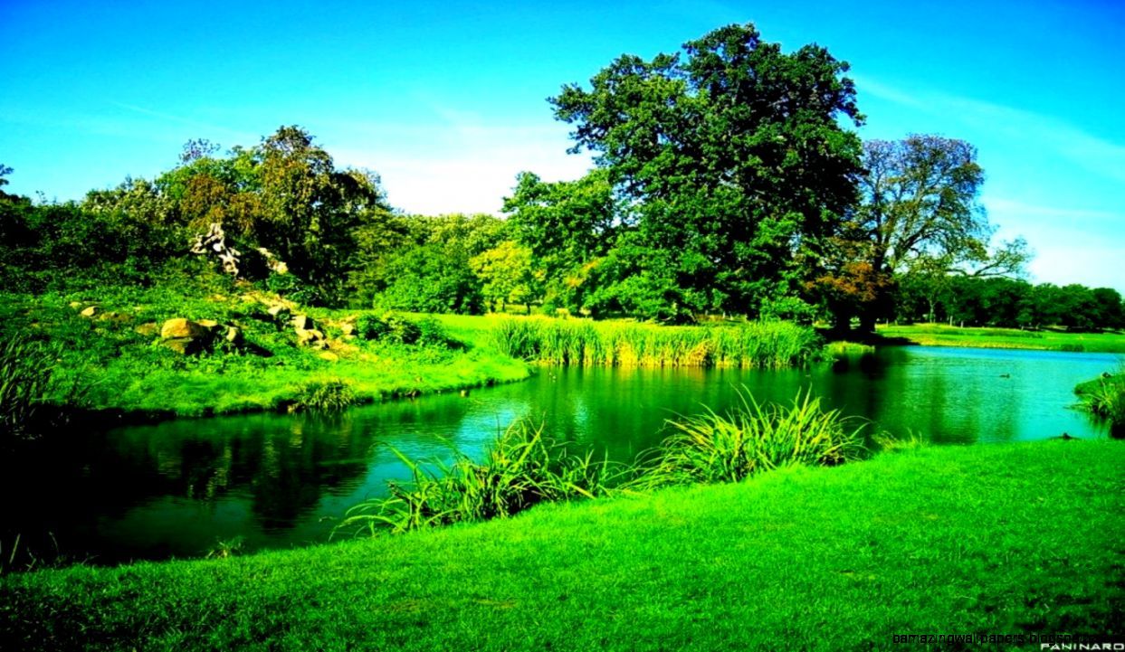 Green Trees Wallpapers - Wallpaper Cave