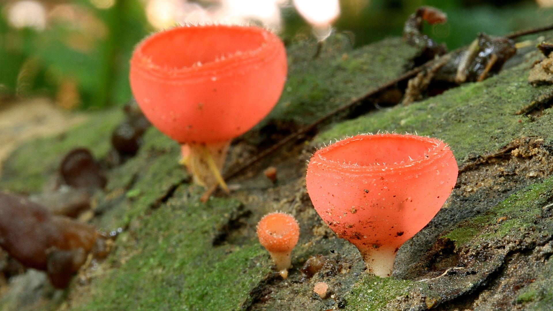 Fungus Wallpapers - Wallpaper Cave