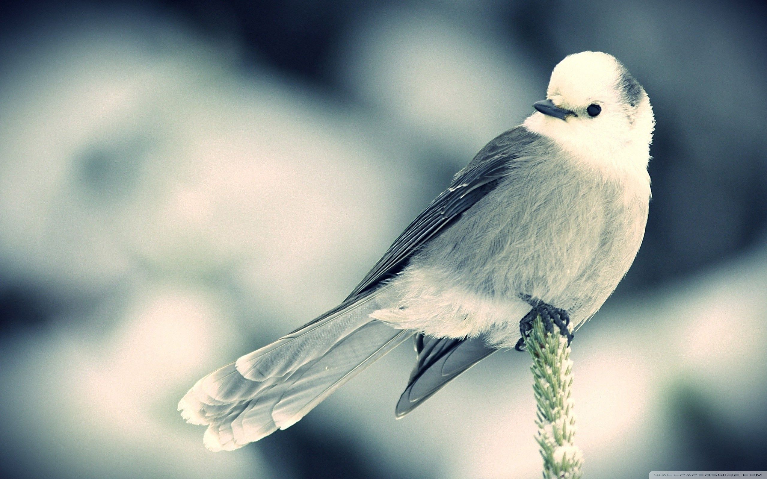Kawaii Birds Wallpapers - Wallpaper Cave