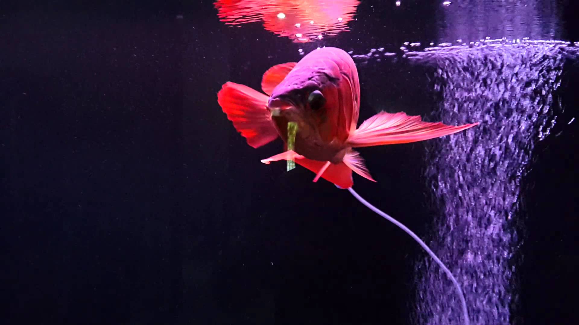 Arwana Wallpapers - Wallpaper Cave