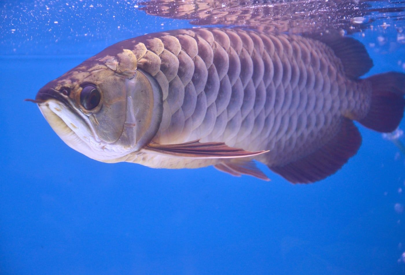 Arwana Wallpapers - Wallpaper Cave